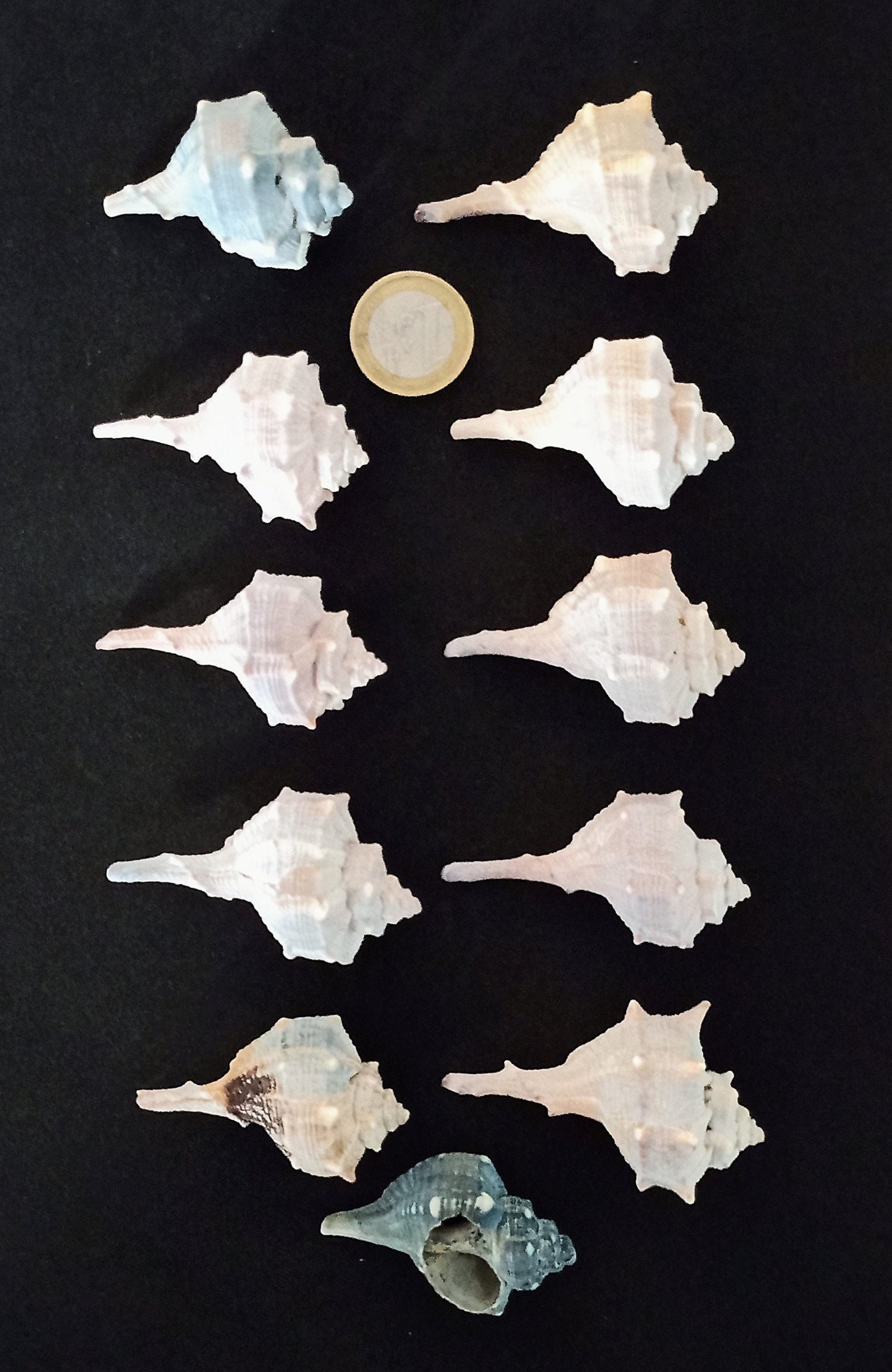 Tiny Conch, Murex Shells, Seashell Supply, Bulk Genuine Sea Shells ...