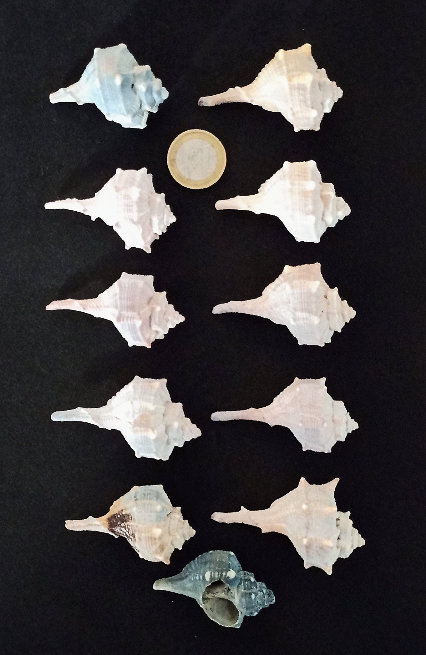 Tiny Conch, Murex Shells, Seashell Supply, Bulk Genuine Sea Shells ...
