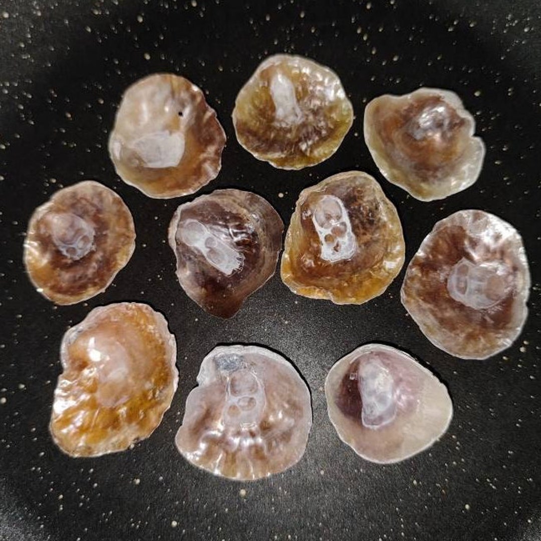 Anomia Ephippium Sea Shells, Mother of Pearl Sea Shells, Natural Shell ...