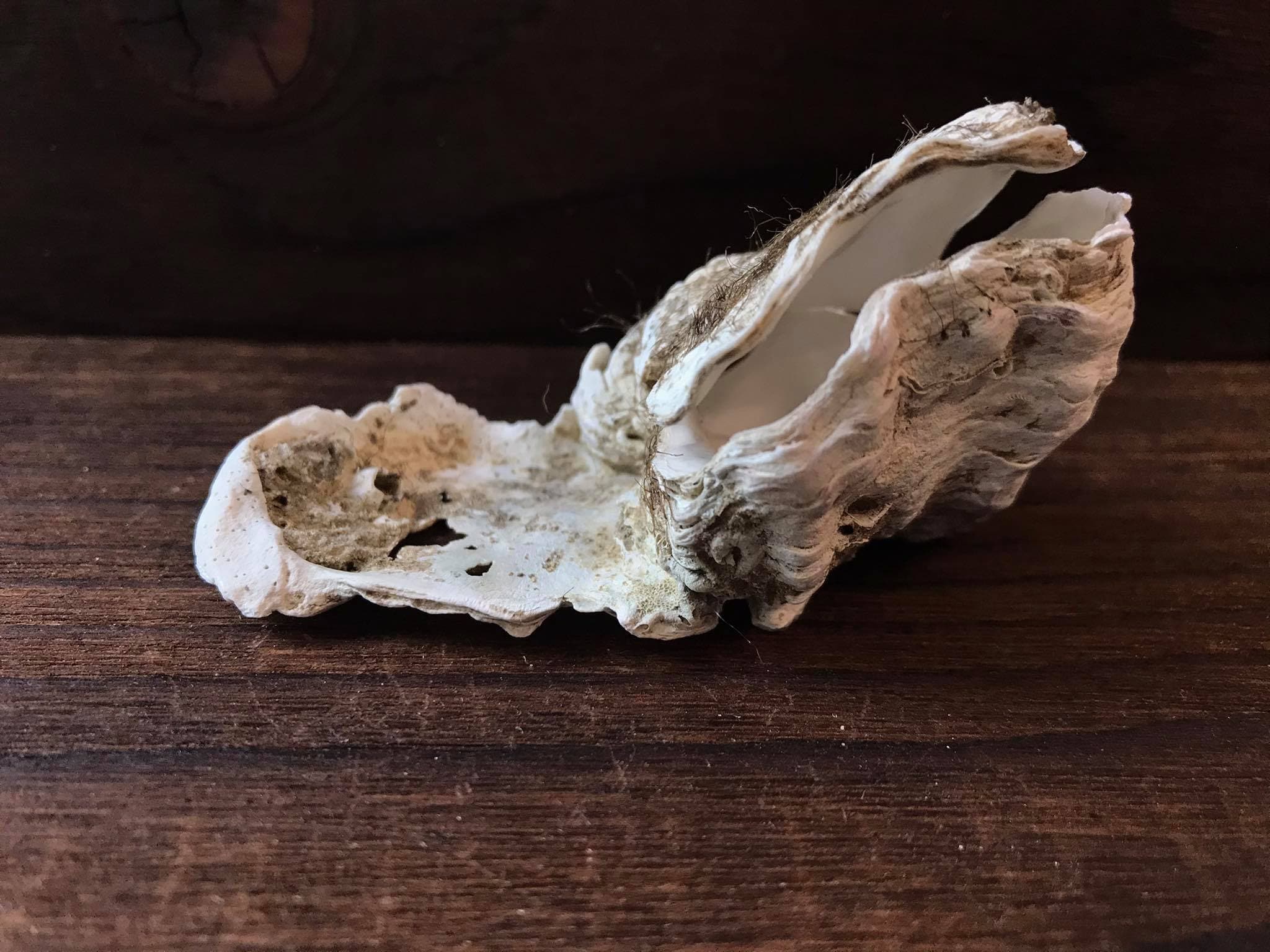 Oyster Sea Shells, Bivalve Genuine Sea Shell, Natural Shell, Shell for ...