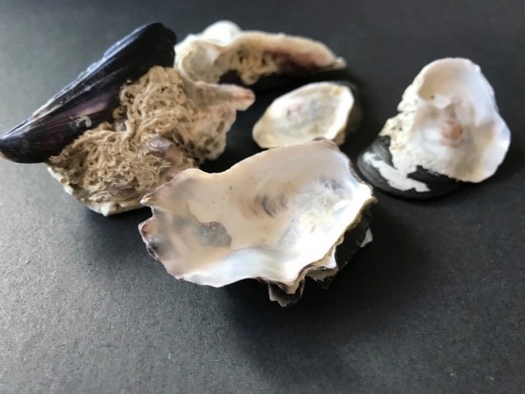 Oyster Mussel Shells, Barnacle Marine Art, Natural Barnacle Seashells ...