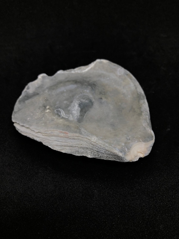 Oyster Sea Shells Fossilized Shells Fossil Shells Bivalve | Etsy