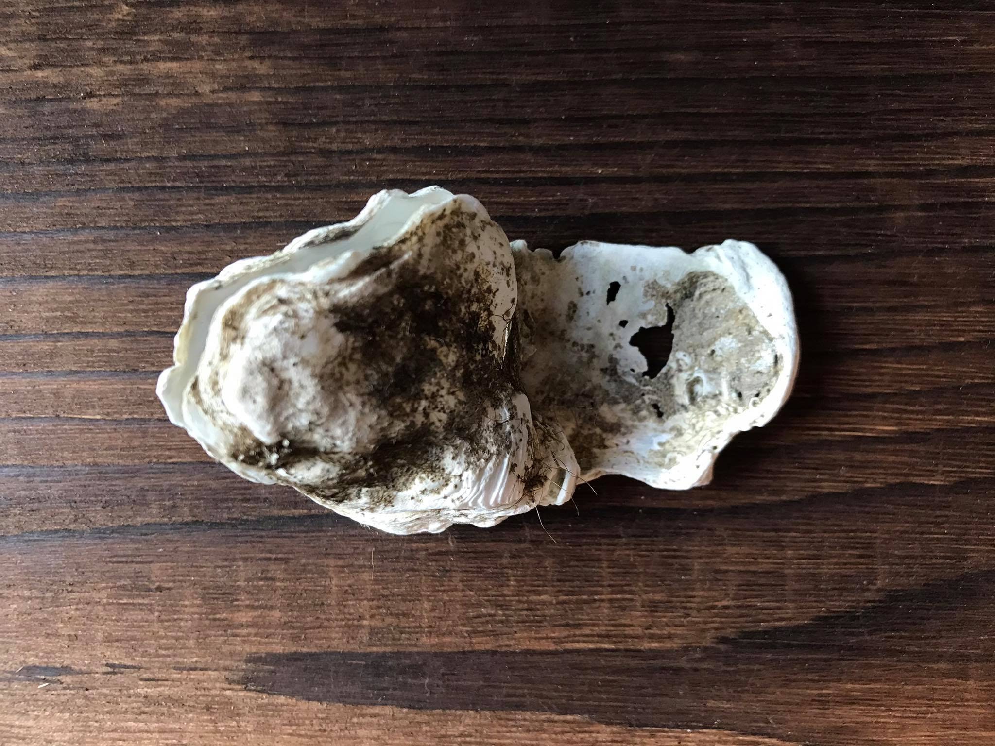 Oyster Sea Shells, Bivalve Genuine Sea Shell, Natural Shell, Shell for ...