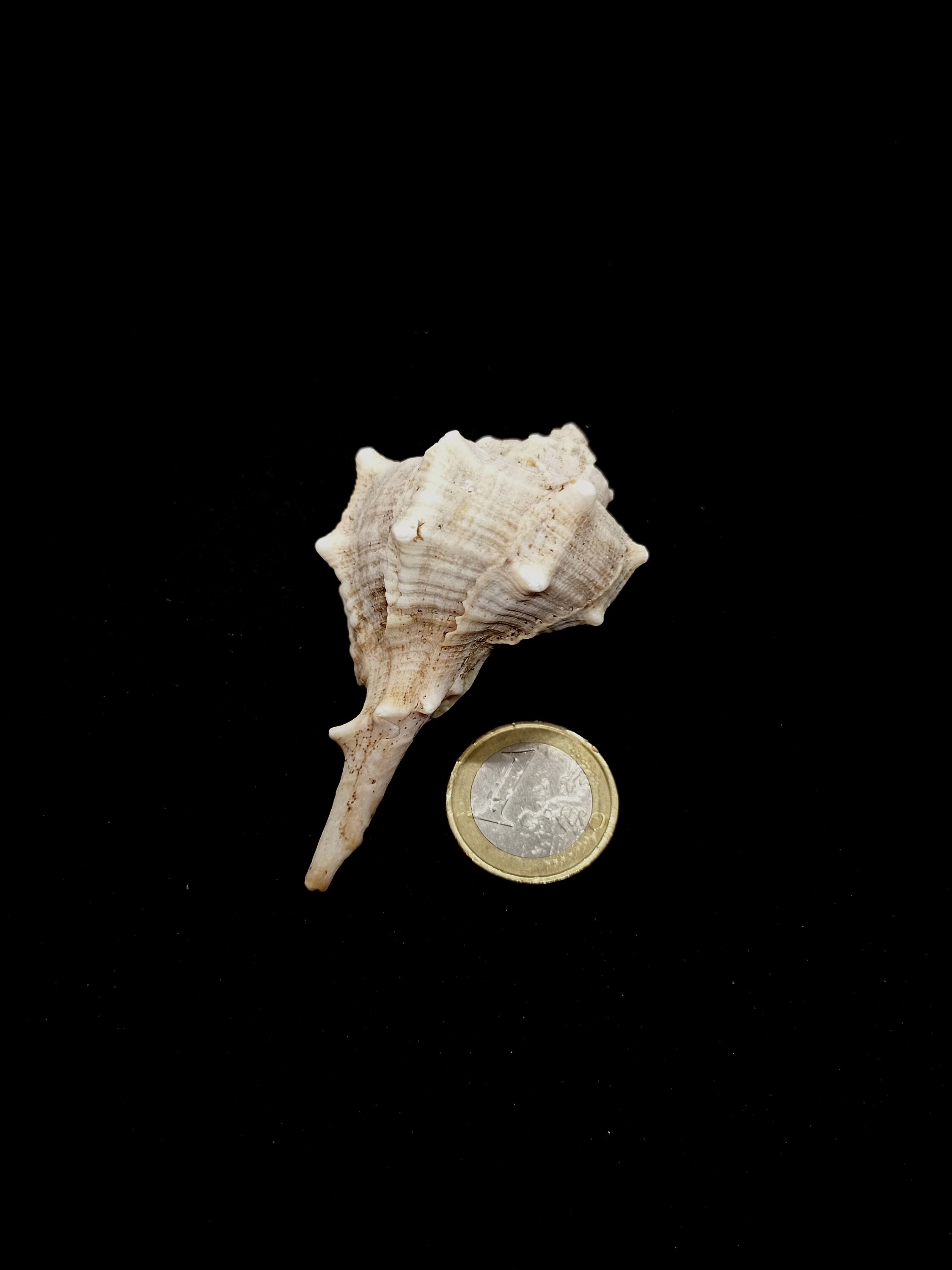 Murex Shells, Seashell Supply, Snail, Conch, Genuine Sea Shells, Whelk ...