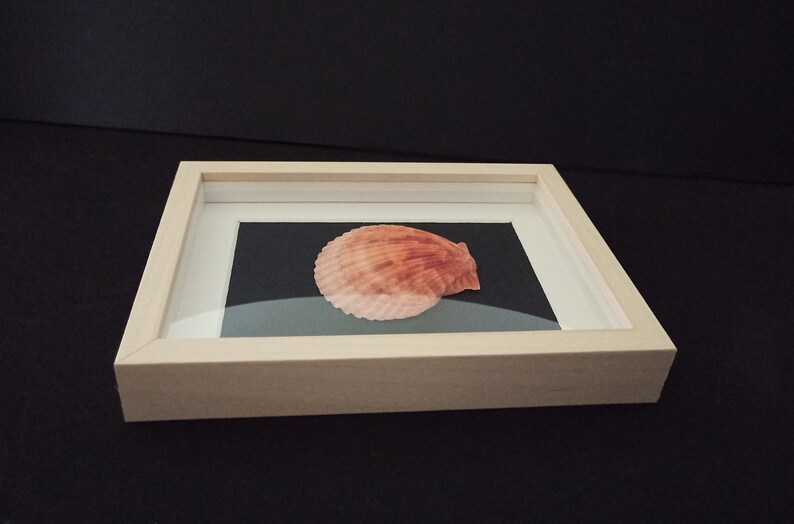 Scallop Seashell Shadow Box, Coastal Decor, Sea Life, Seaside Shadow ...