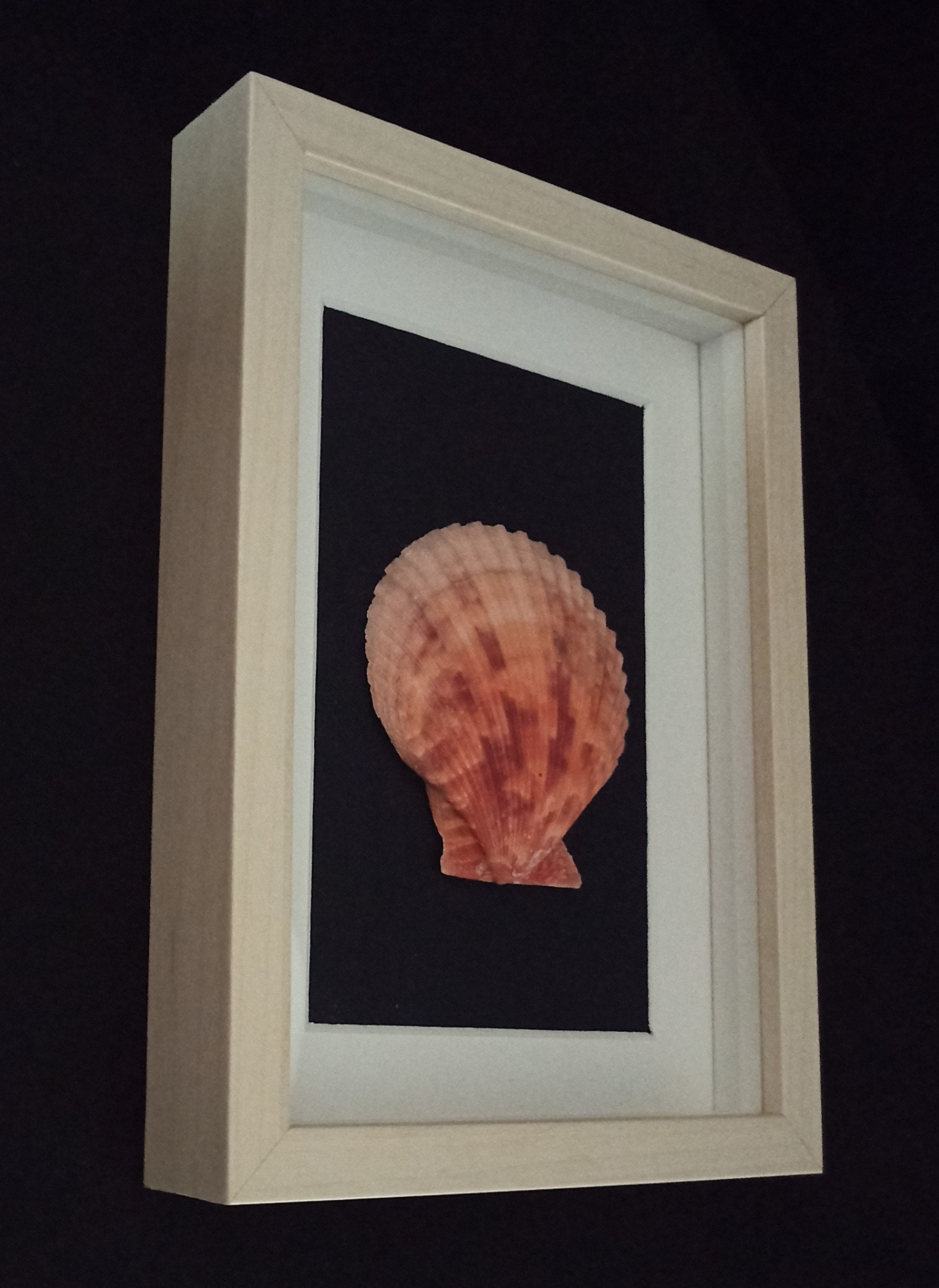 Scallop Seashell Shadow Box, Coastal Decor, Sea Life, Seaside Shadow ...
