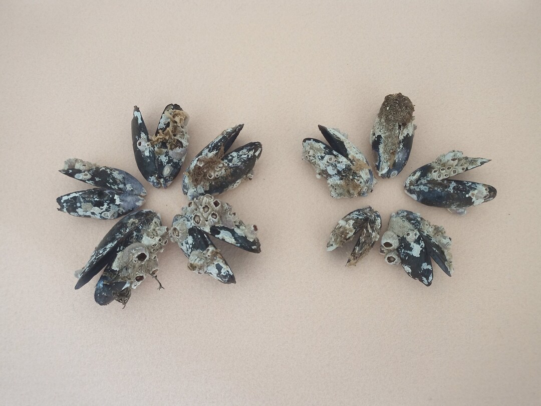 Seashells Barnacle Clusters, Mussel Shell, Algae, Barnacle Seashells ...