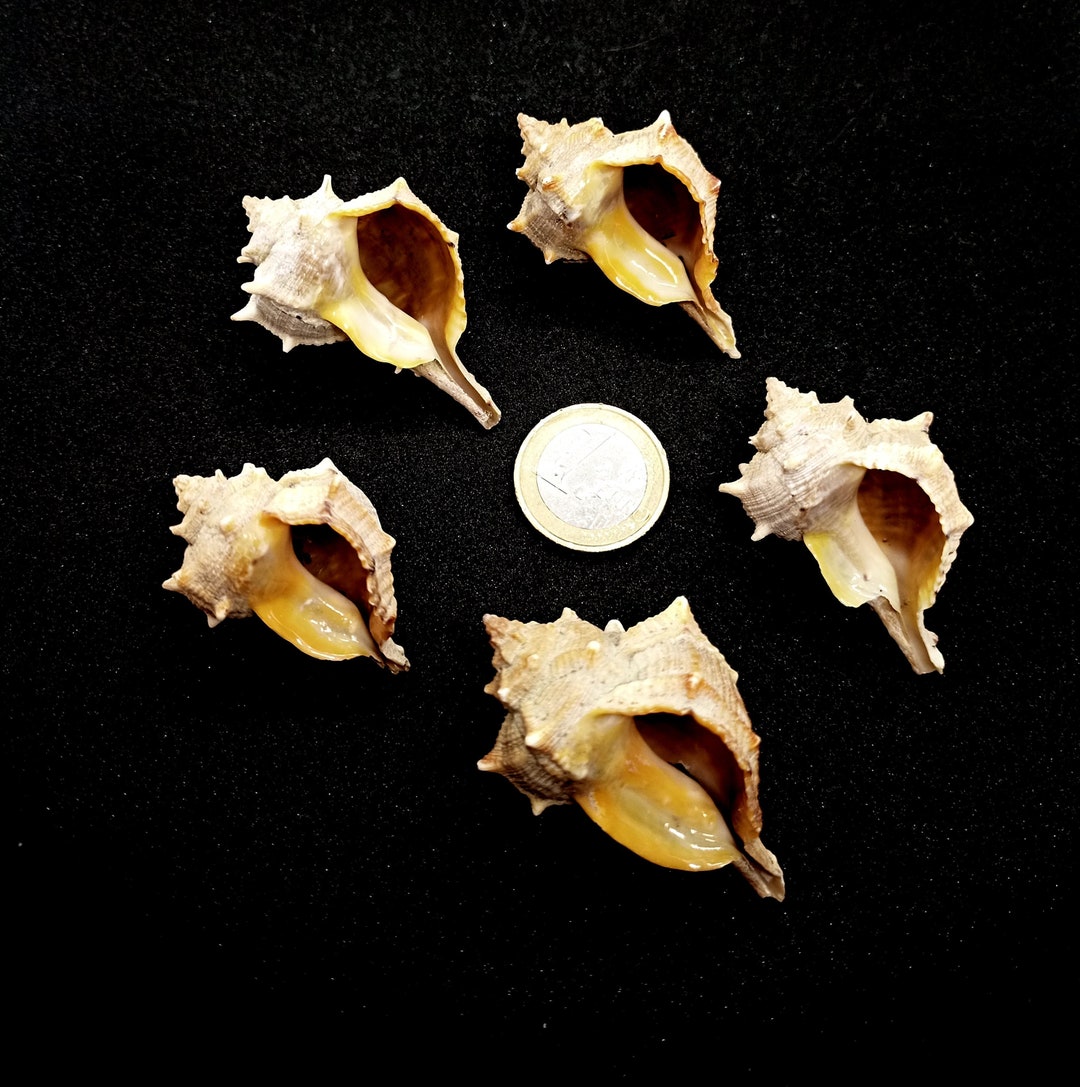 Murex Shells, Seashell Supply, Snail, Conch, Genuine Sea Shells, Whelk ...