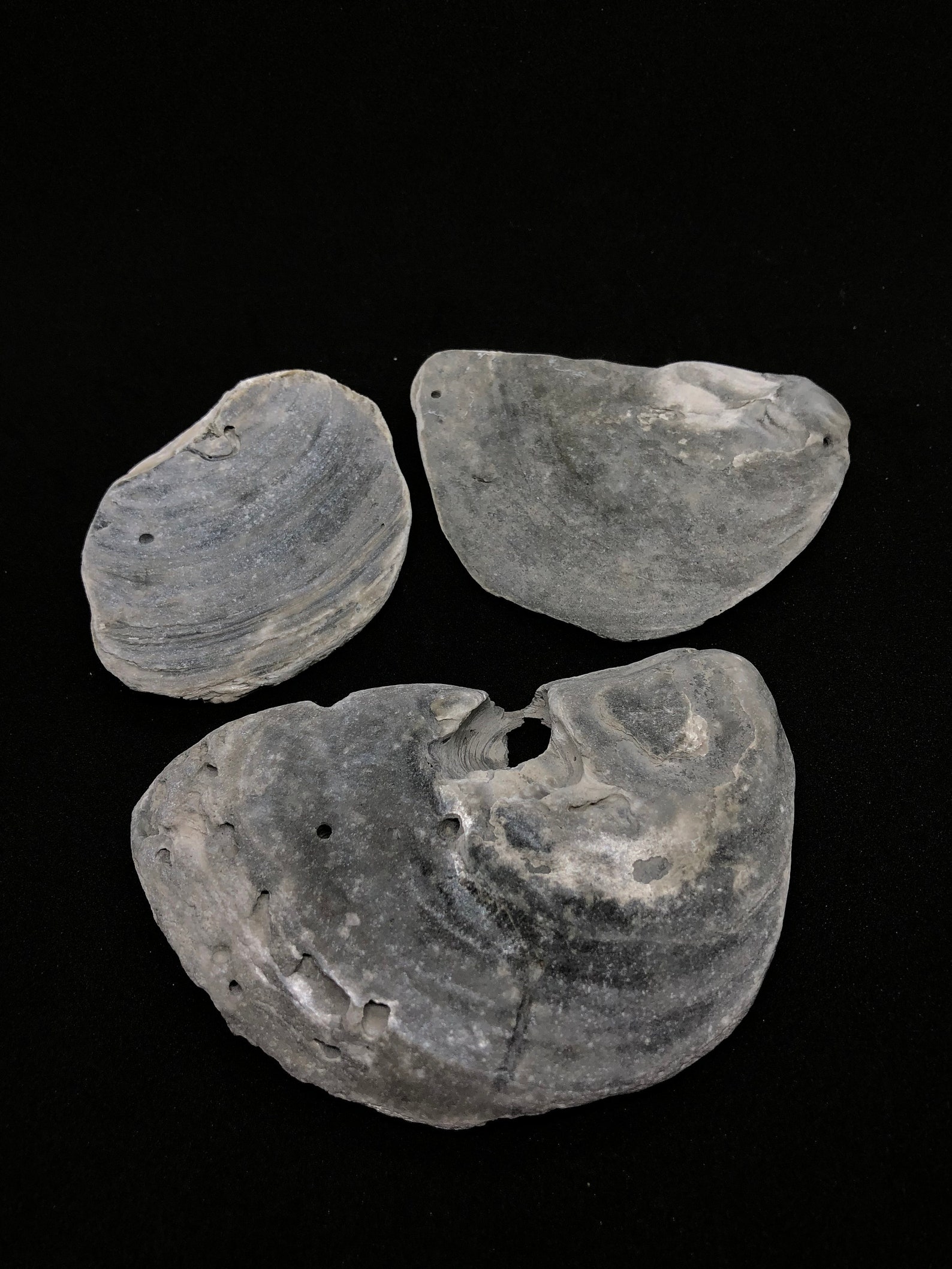 Oyster Sea Shells, Fossilized Shells, Fossil Shells, Bivalve Genuine ...