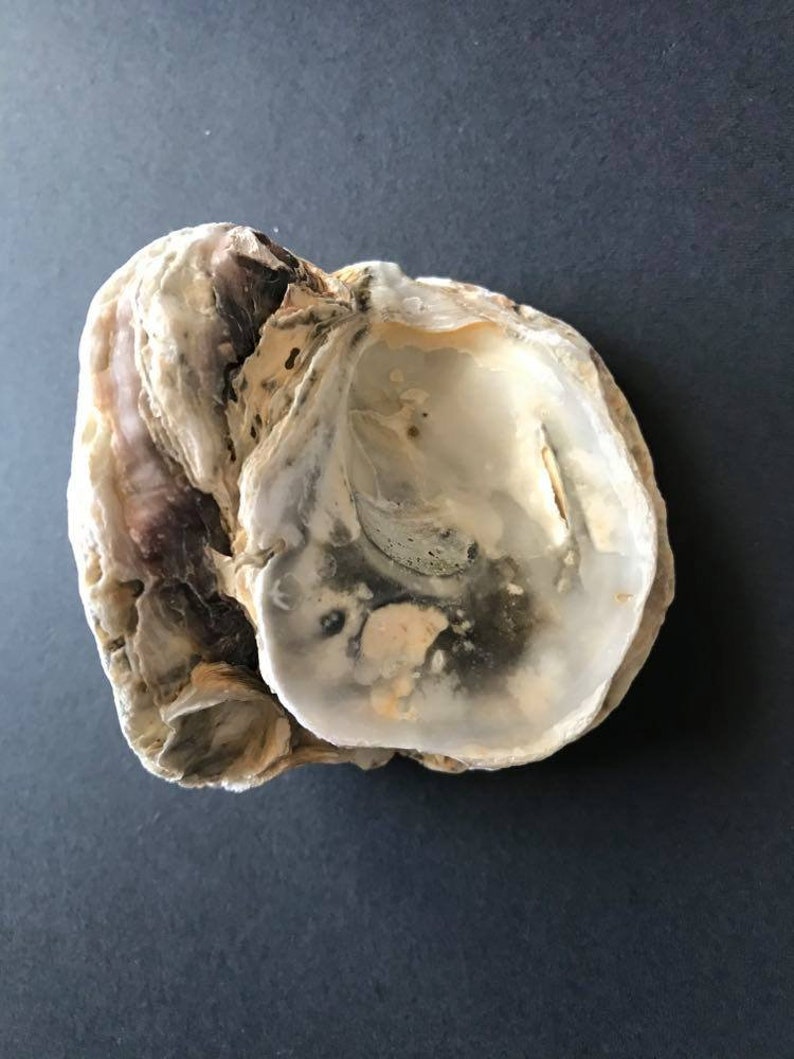 Oyster Sea Shells Bivalve Genuine Sea Shell Natural Shell - Etsy