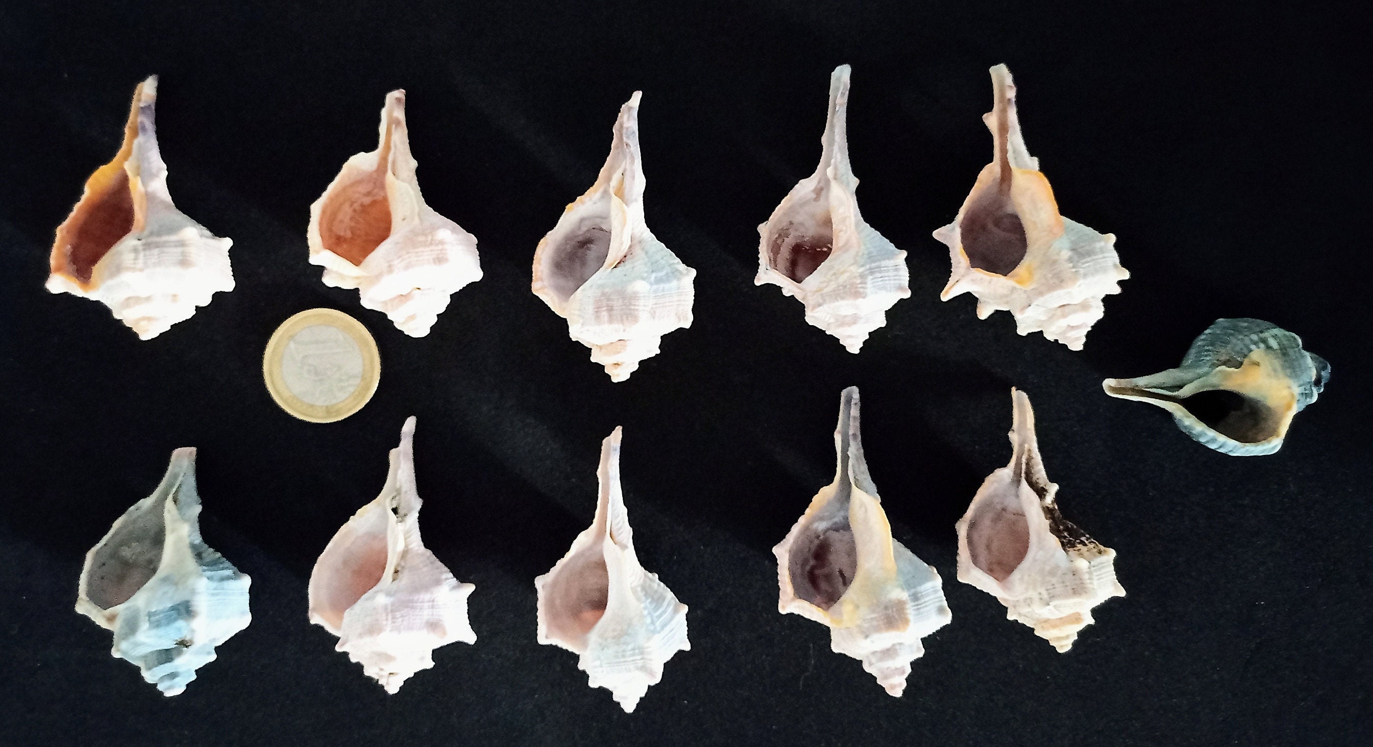 Tiny Conch, Murex Shells, Seashell Supply, Bulk Genuine Sea Shells ...