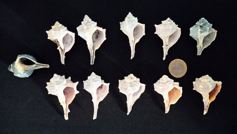 Tiny Conch, Murex Shells, Seashell Supply, Bulk Genuine Sea Shells ...
