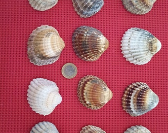 Cowrie Shells-crafting Shells-natural Shells-jewerly Supplies-shells ...