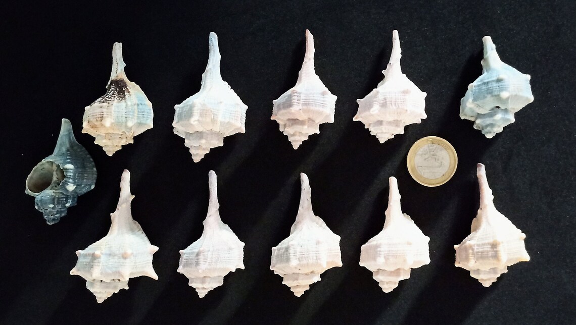 Tiny Conch, Murex Shells, Seashell Supply, Bulk Genuine Sea Shells ...