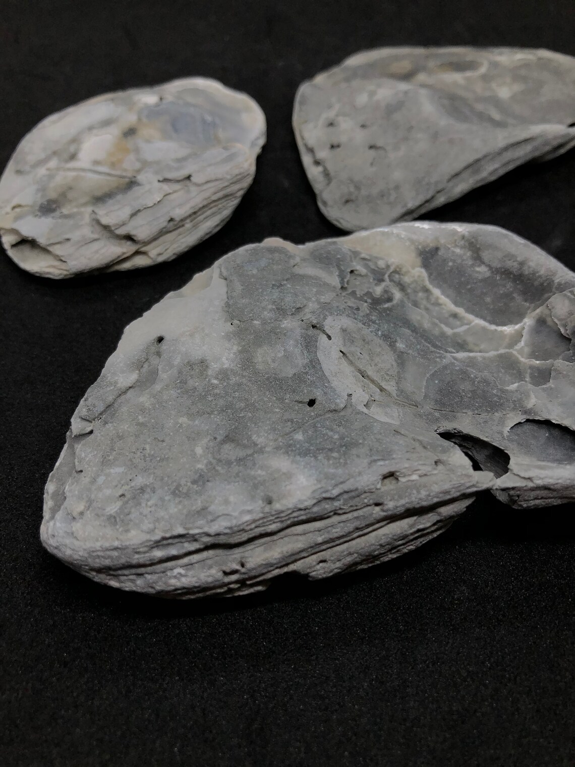 Oyster Sea Shells, Fossilized Shells, Fossil Shells, Bivalve Genuine ...
