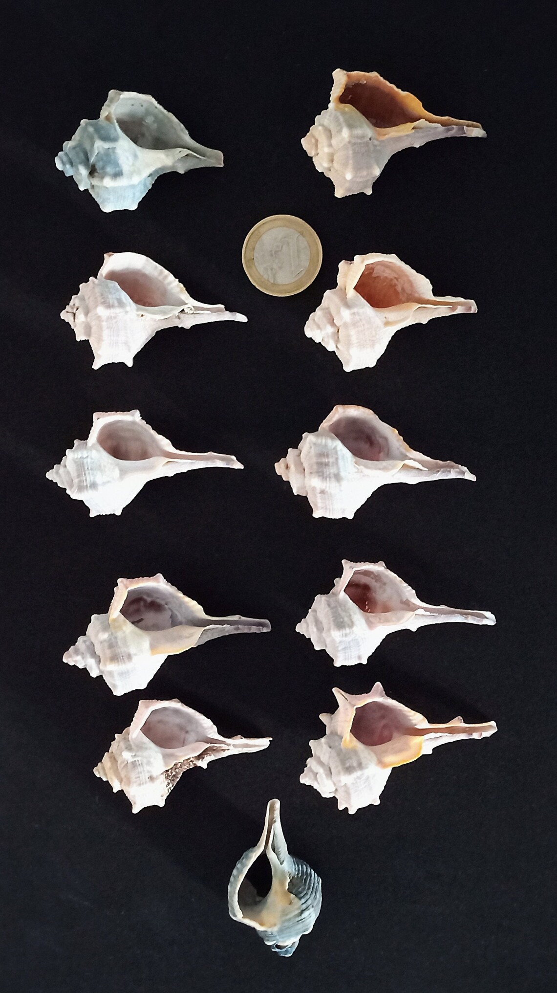 Tiny Conch, Murex Shells, Seashell Supply, Bulk Genuine Sea Shells ...
