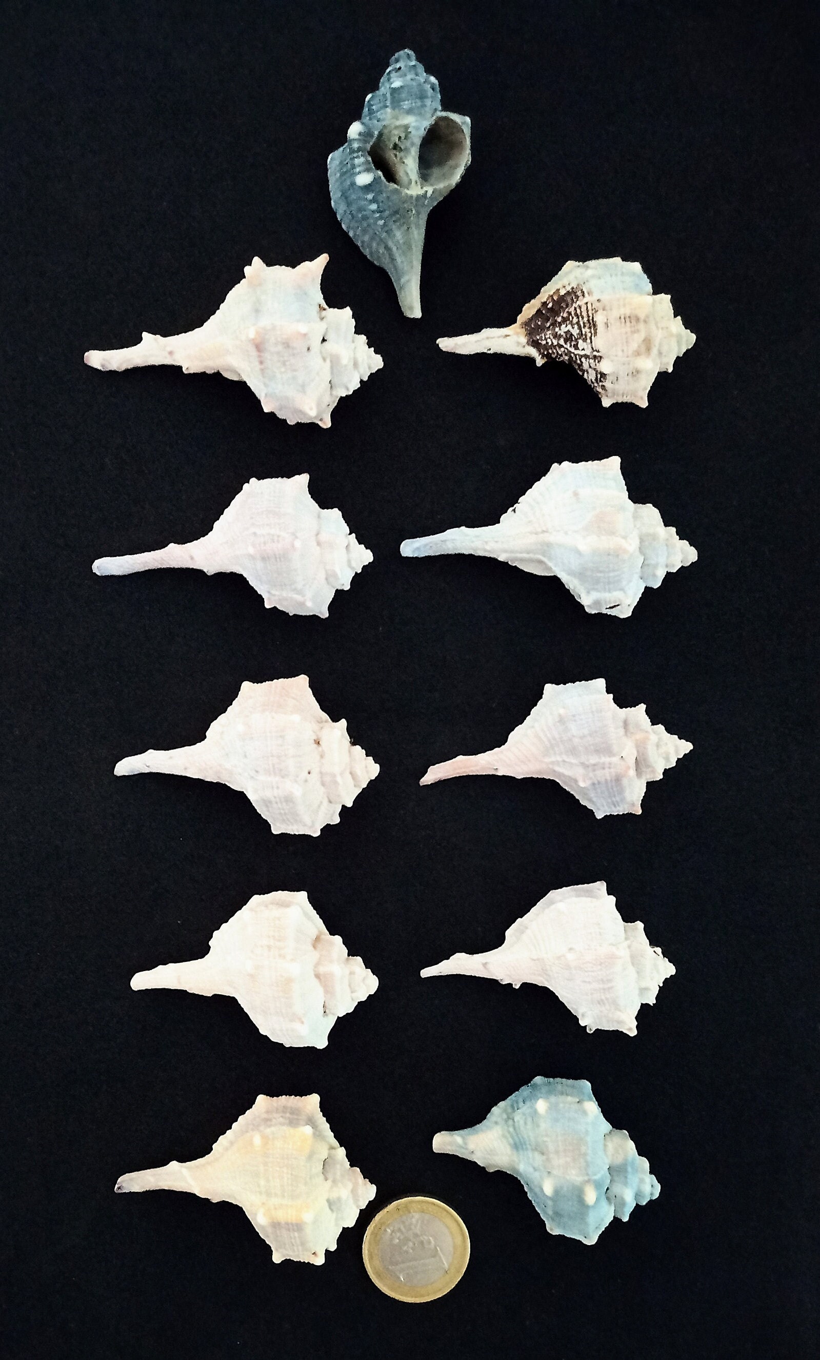 Tiny Conch, Murex Shells, Seashell Supply, Bulk Genuine Sea Shells ...