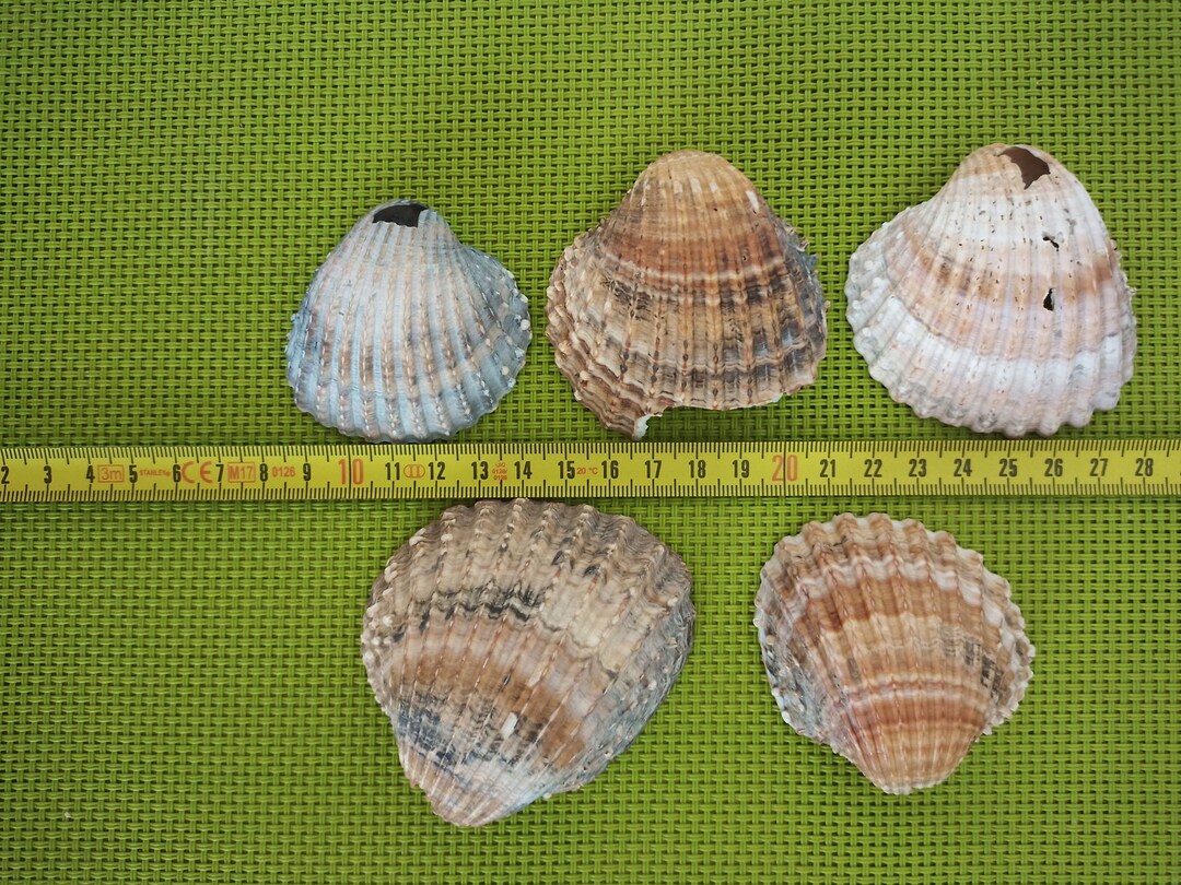 Cockle Sea Shells, Bulk Bivalvia Sea Shells, Natural Shell, Craft ...