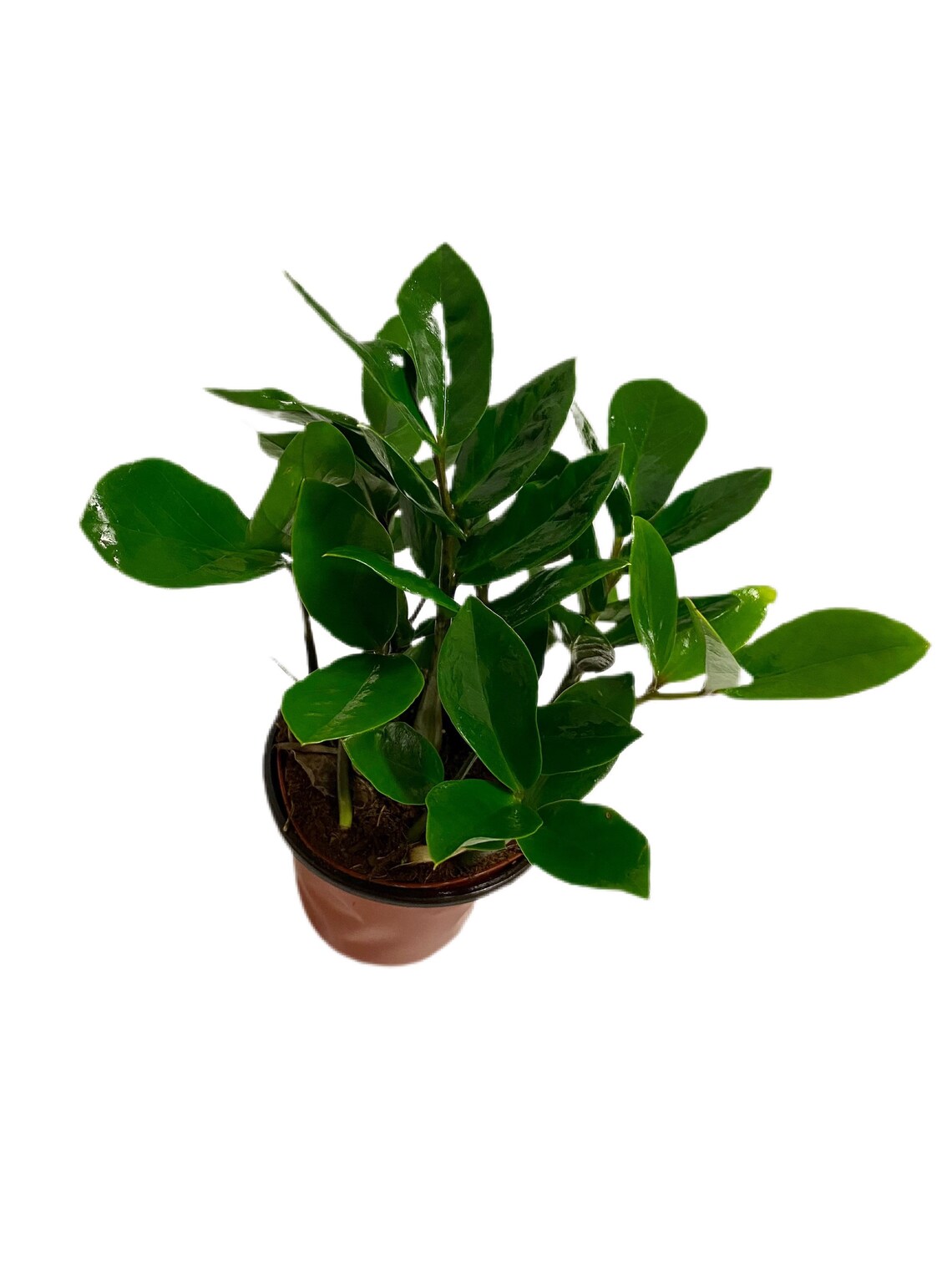 ZZ Plant Zamioculcas Zamiifolia ZiZi Plant Zanzibar Gem | Etsy