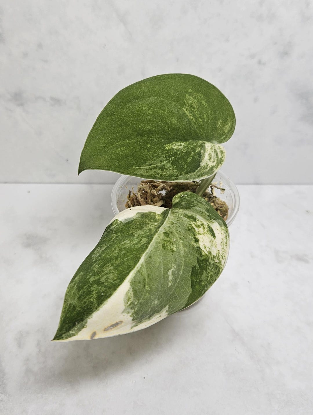 Scindapsus Mangurai - Etsy