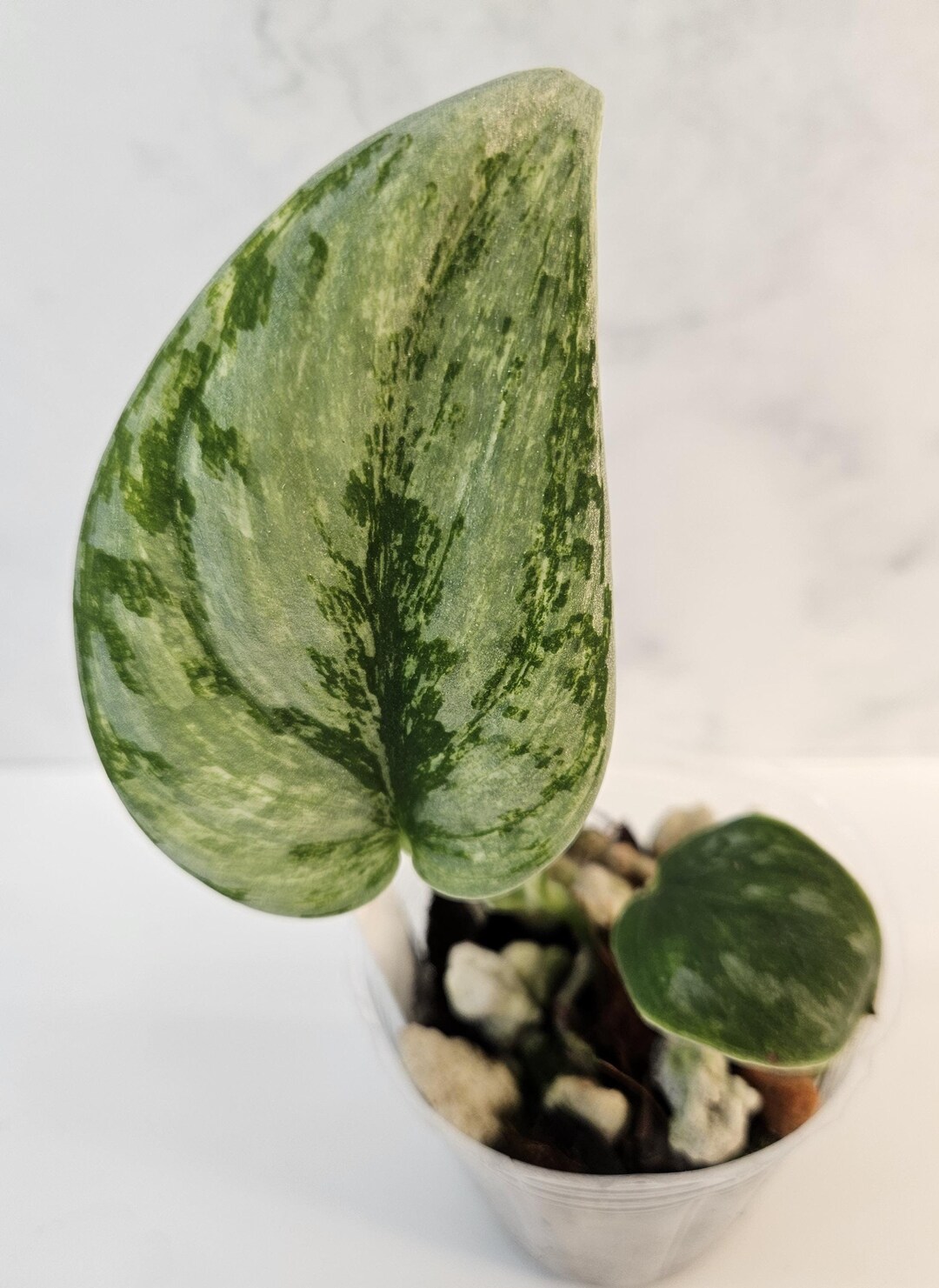 Scindapsus Hologram Rare Plant US - Etsy