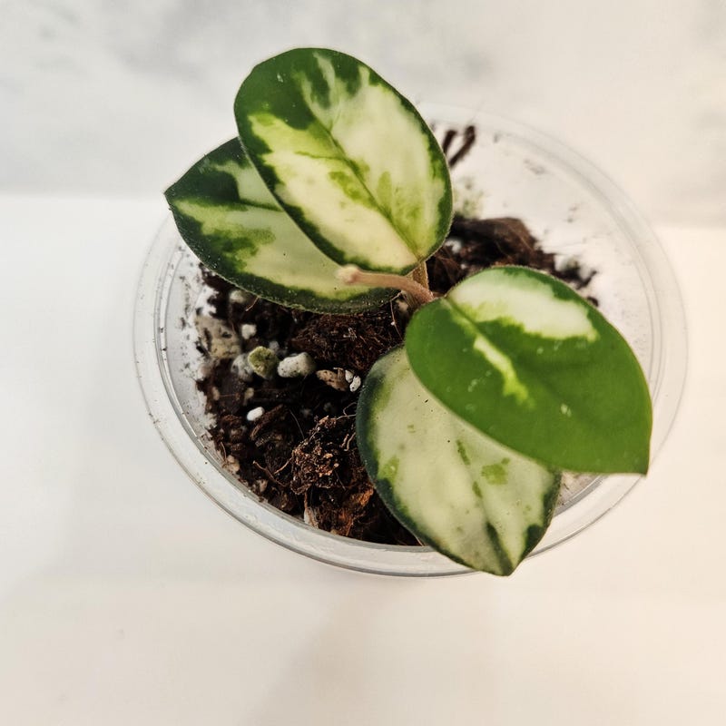 Hoya Mathilde - Etsy