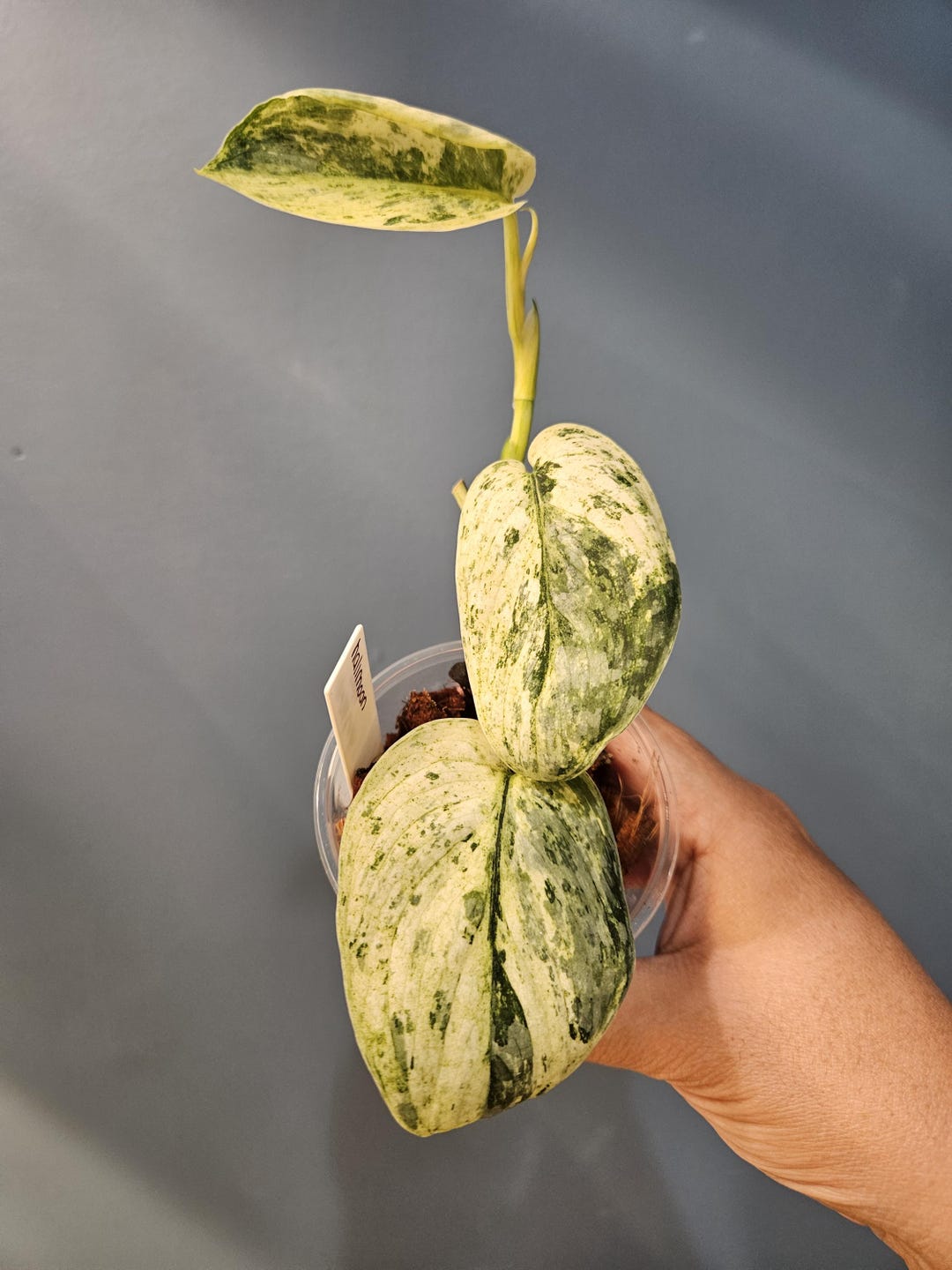 Scindapsus Halimoon - Etsy