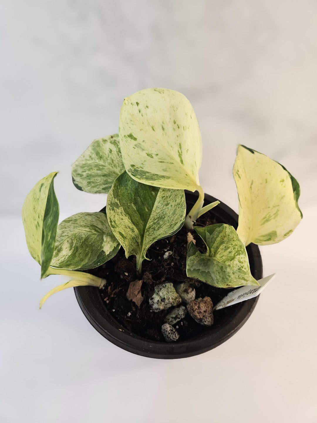 Manjula Pothos in 4 Inch Pot - Etsy