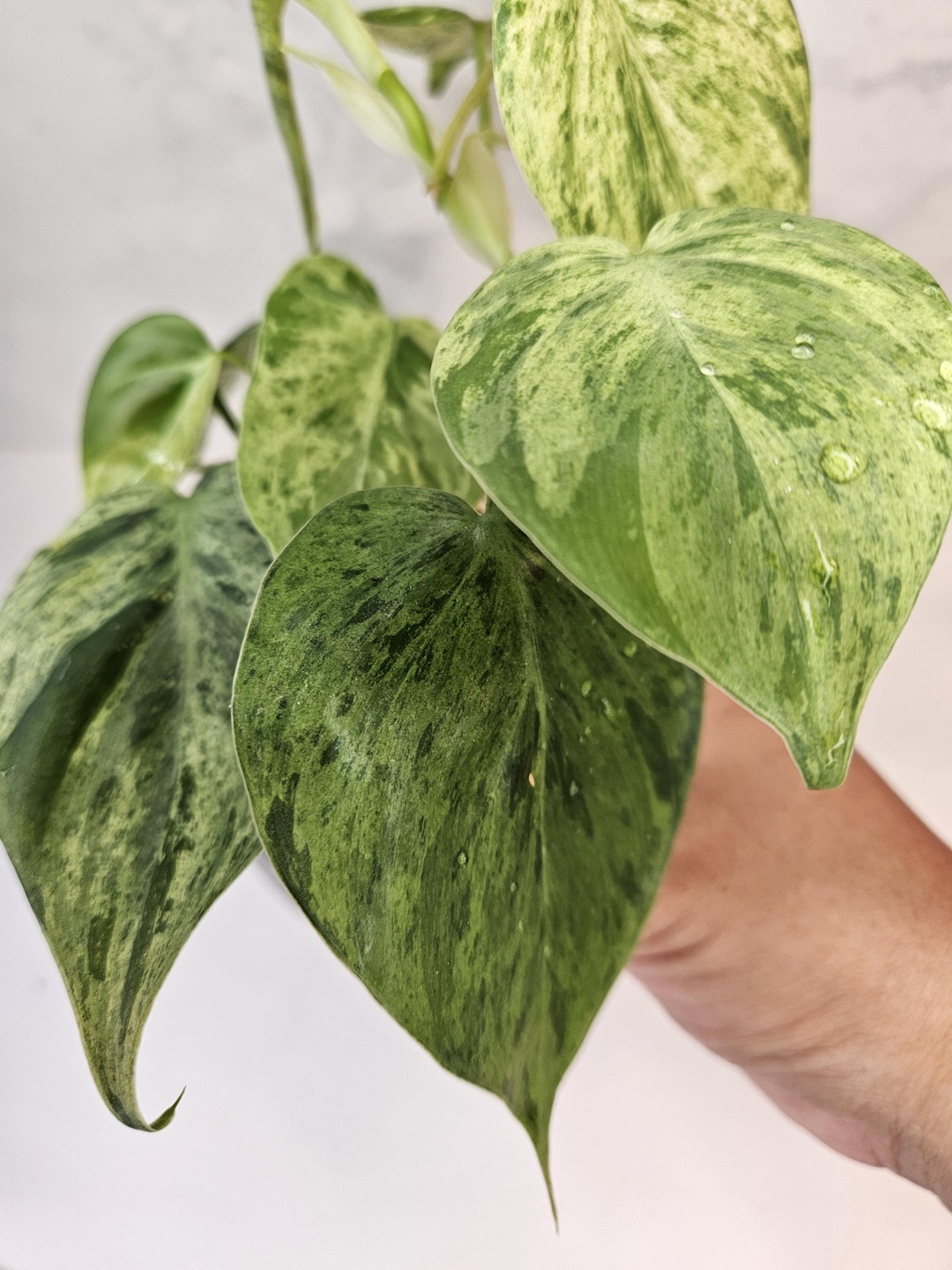 Philodendron Variegated Heartleaf - Etsy