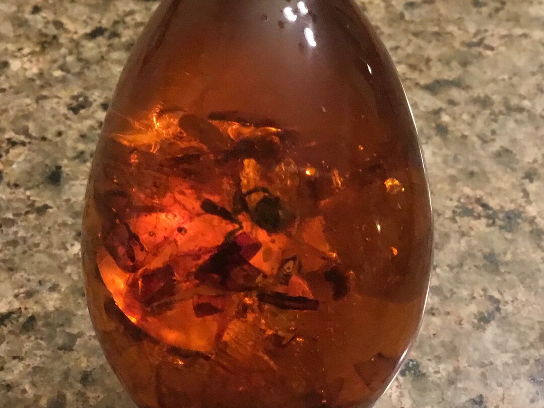 Genuine Baltic Amber Egg With Clear Insect Life - Etsy