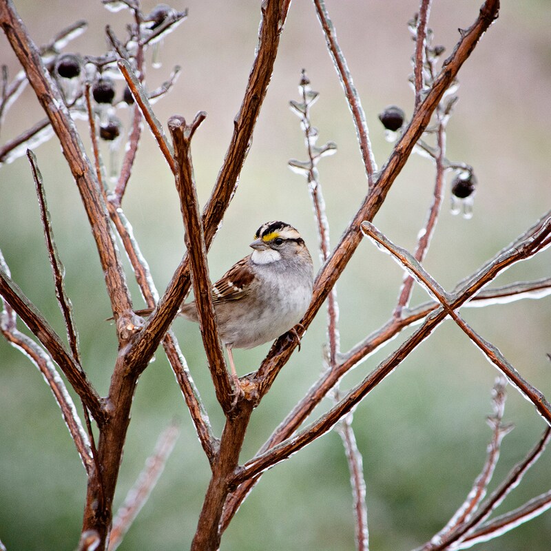 Sparrow Photography - Etsy