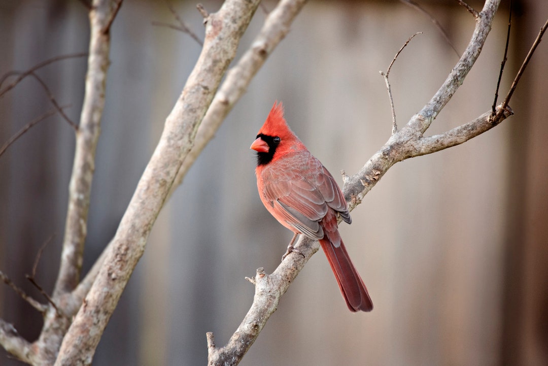 Red Cardinal Print, Printable Art, Nature Photography, Bird Photo, Bird ...