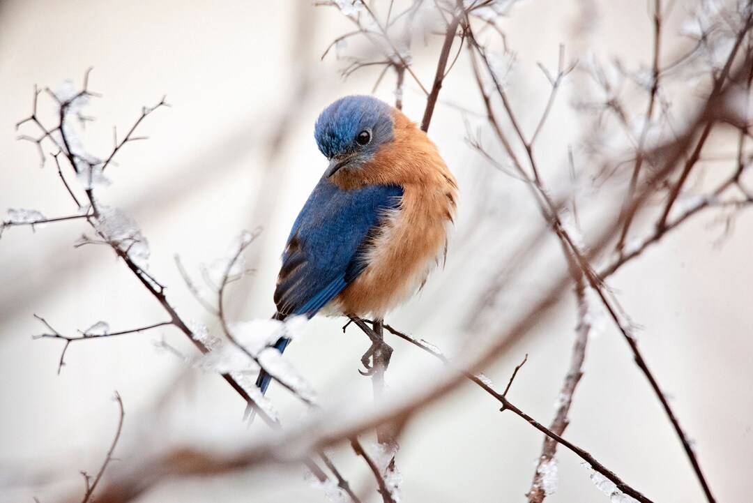 Blue Bird in the Snow, Printable Art, Nature Photography - Etsy
