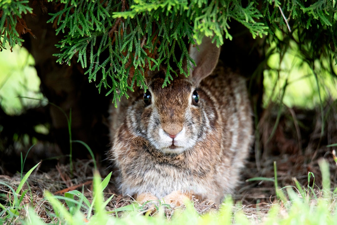 Rabitt, Wildlife Photography, Nature Photo - Etsy