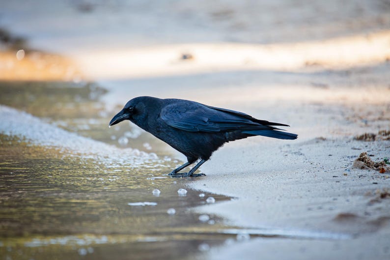 American Crow, Printable Art, Nature Photography - Etsy
