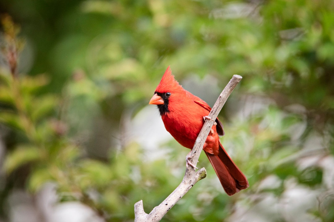 Red Cardinal Print, Printable Art, Nature Photography, Bird Photo ...