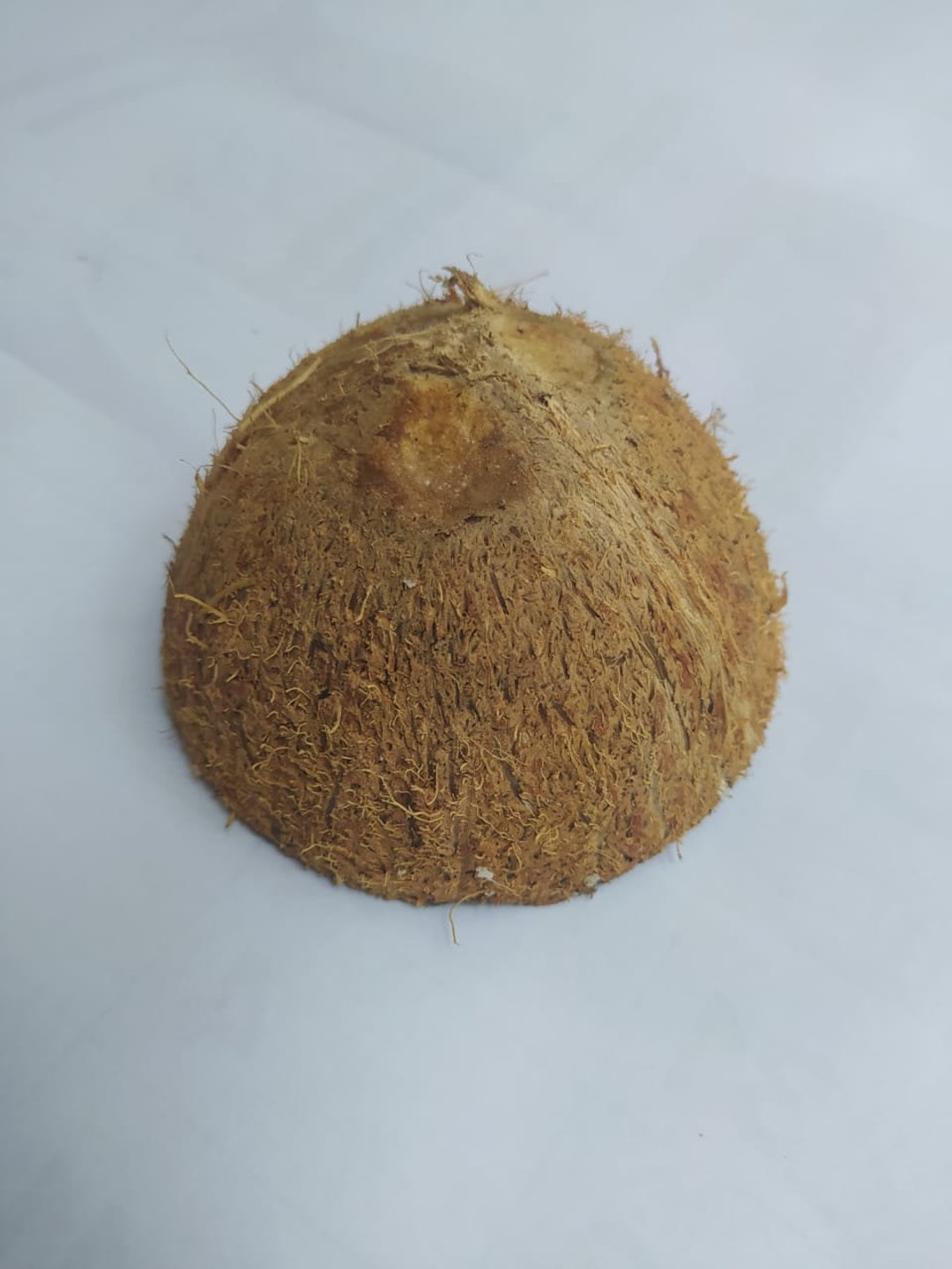 Ceylon Natural Coconut Shell - Etsy