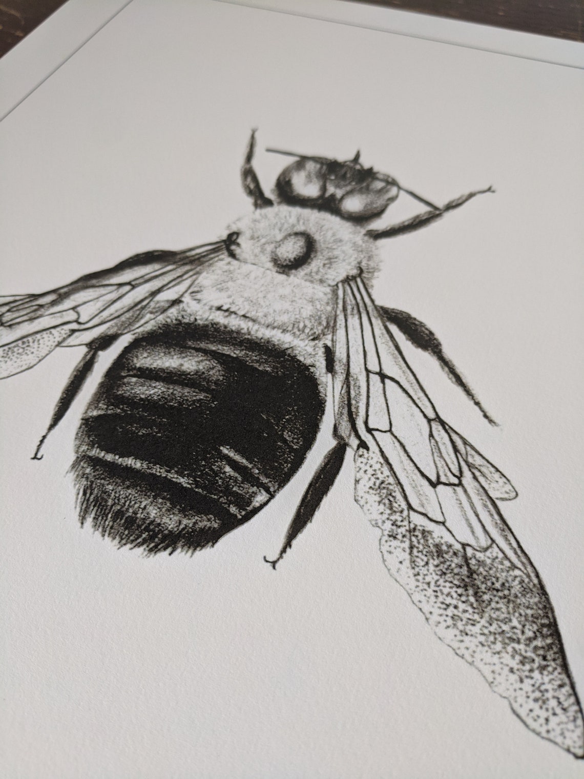 Carpenter Bee 11x14 Bee Art Pollinators Bee Art Print Bee Wall Décor ...