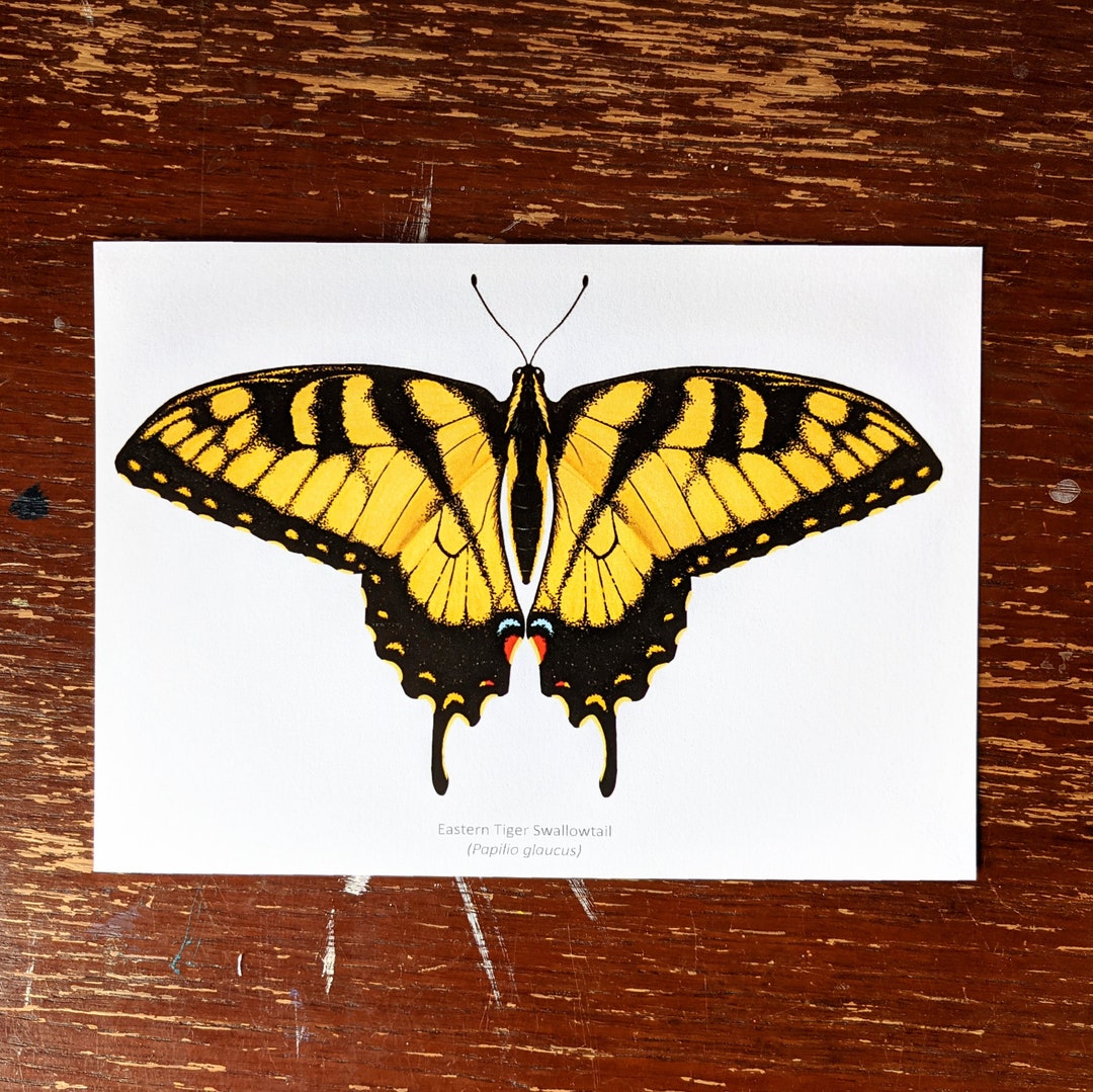 Eastern Tiger Swallowtail 5x7 | Art Print | Butterfly Natural Science ...