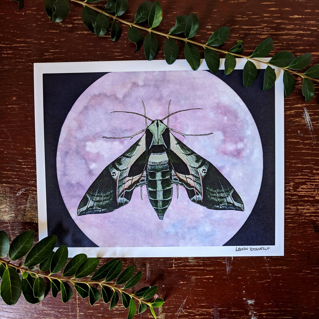 Pandora Sphinx Moth 8x10 | Moth Print | Sphinx | Green Pandora ...