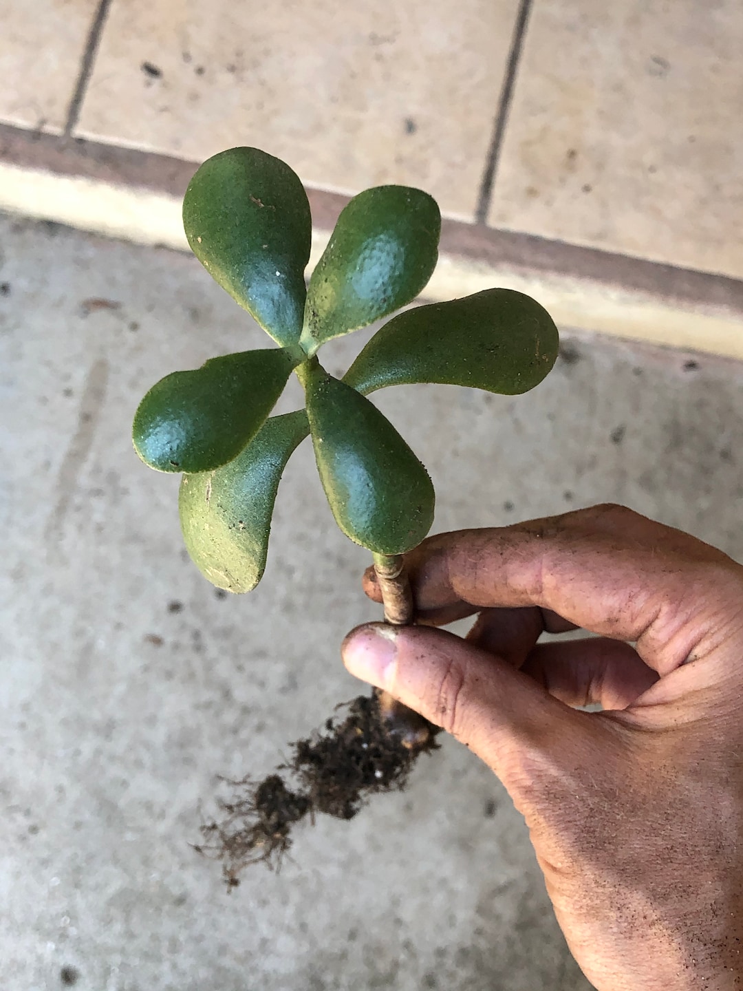 Organic Jade Plant 6-9" With Strong Roots! (crassula Ovata) Grows Much ...
