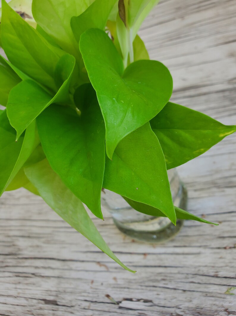 Neon Pothos / Lemon Lime Pothos Cuttings Single Node Unrooted | Etsy