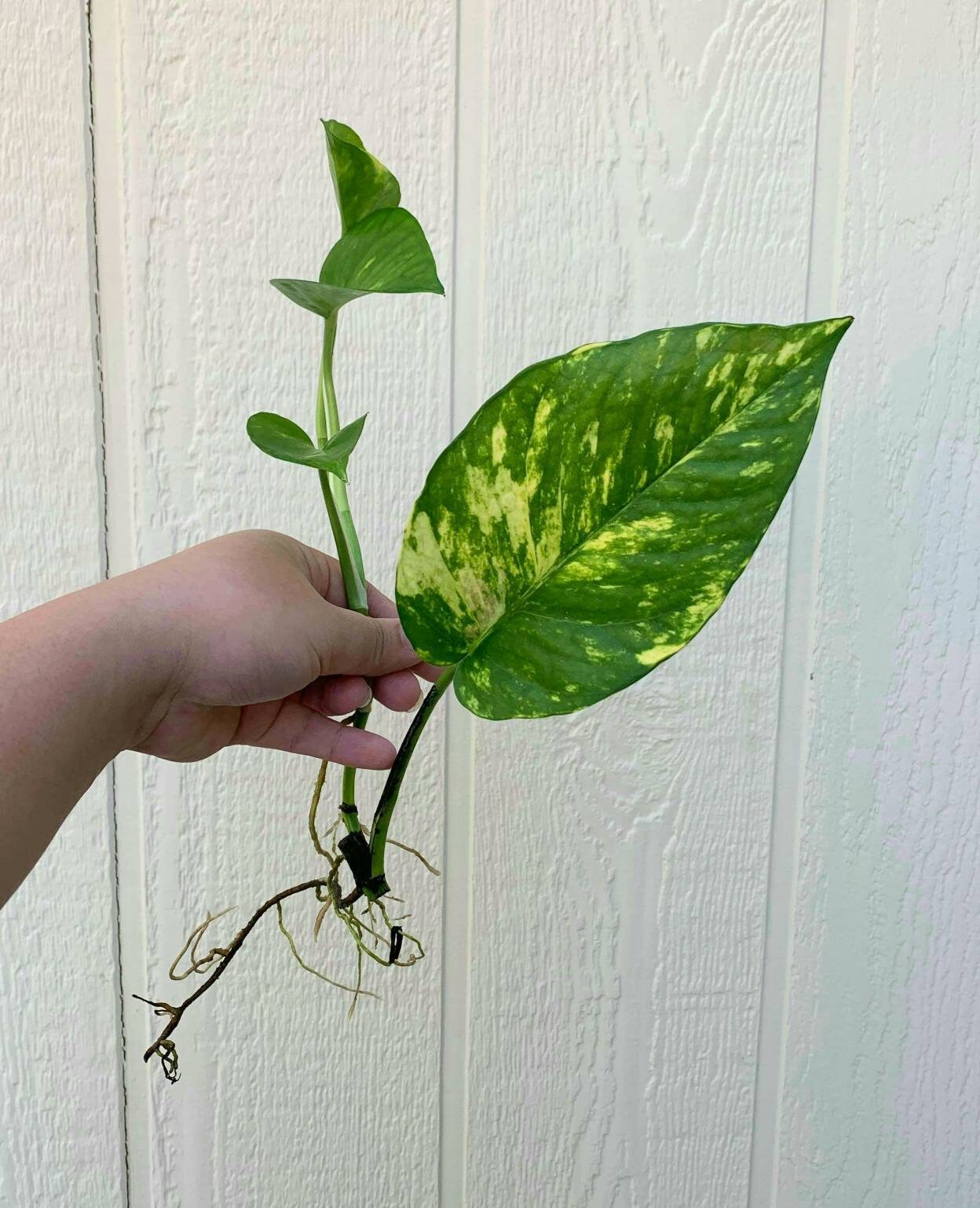 Golden Pothos Cuttings Well ROOTED SINGLE NODE | Etsy