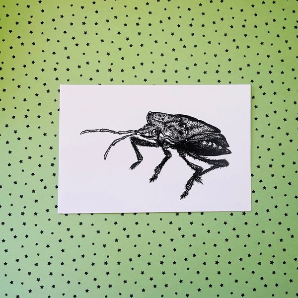 Stink Bug - Etsy