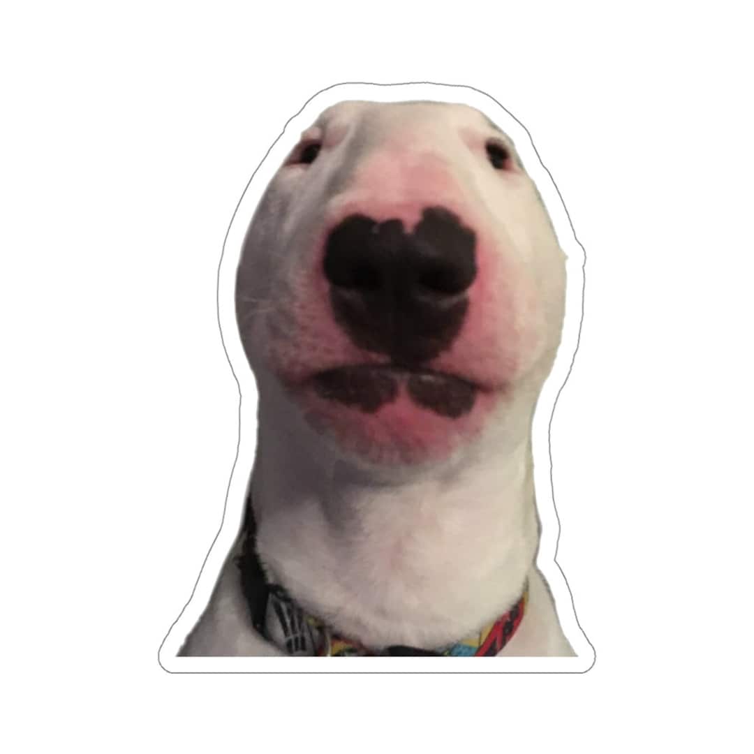 Walter Sticker Dog Meme Walter Meme Vinyl Laptop Sticker - Etsy Australia