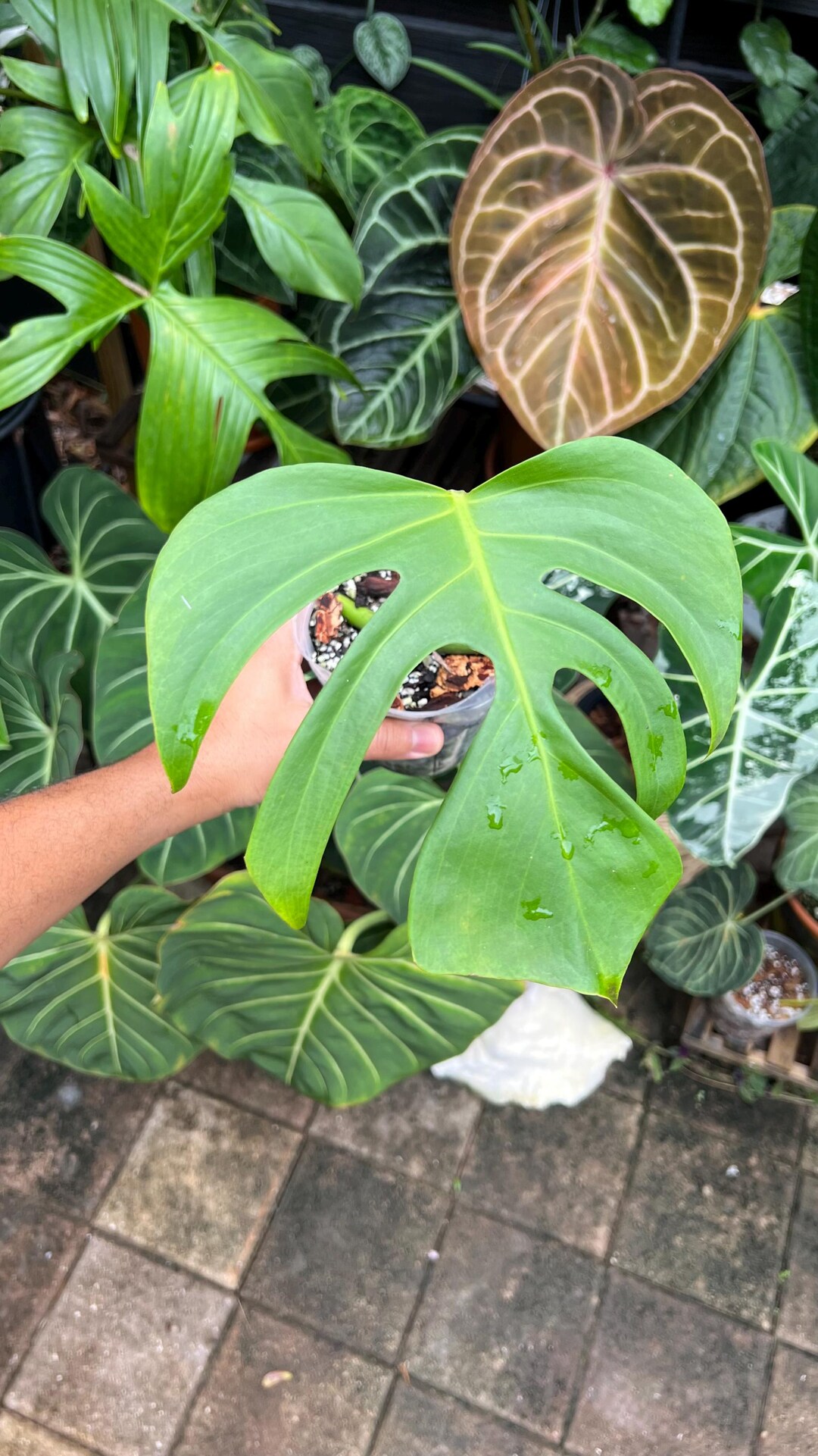 Monstera Deliciosa Var. Sierrana - Etsy Monstera Deliciosa Var. Sierrana - Etsy