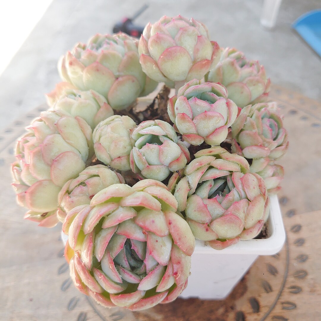 Echeveria Raspberry Ice - Etsy