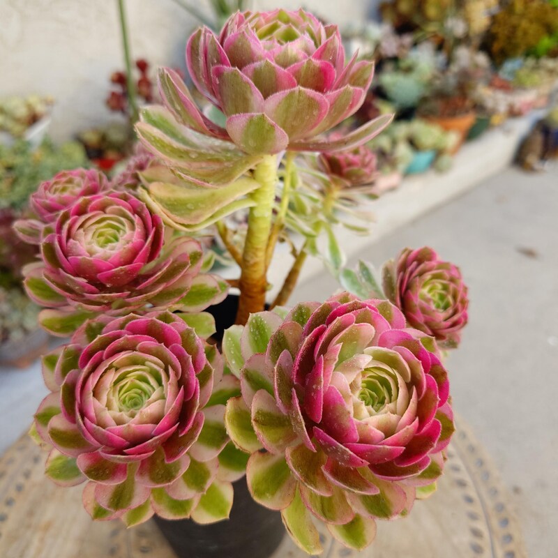 Aeonium - Etsy