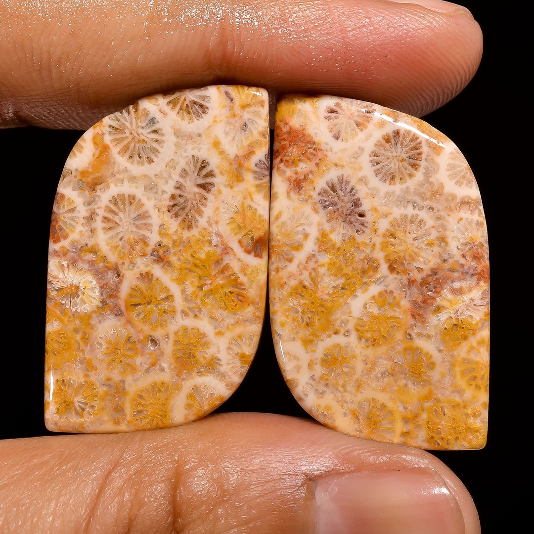 100% Fossil Coral Fancy Shape Cabochon Loose Gemstone Pair for Making ...