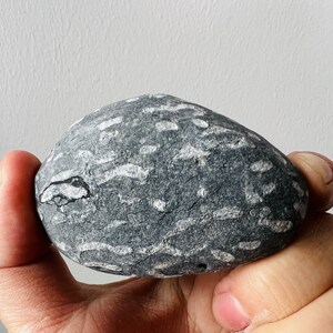 A Huge Heavy Hag Stone With Fossilized Communal Coral From Ireland ...